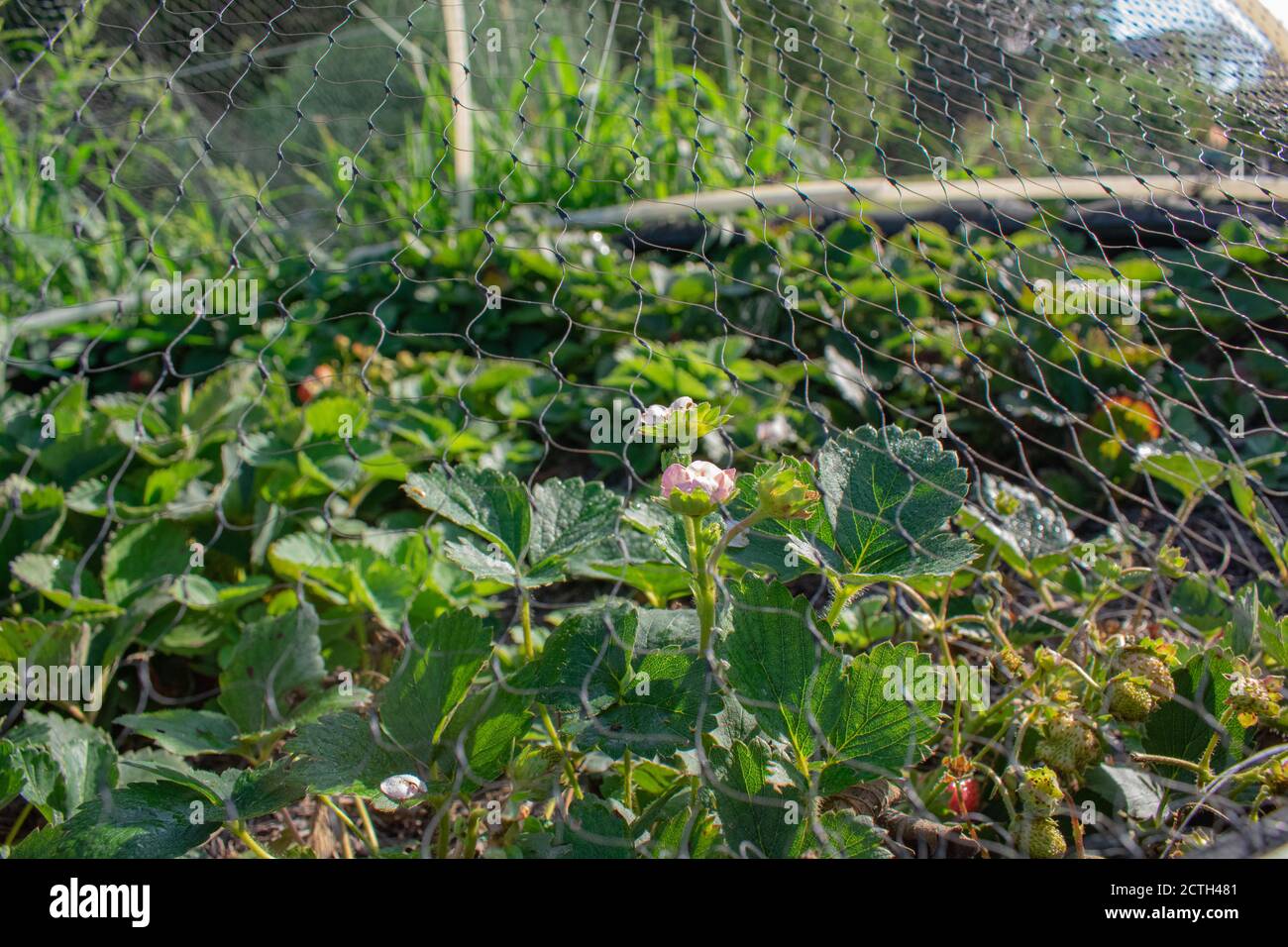 Strawberries growing in a raised bed and covered in bird netting to ...