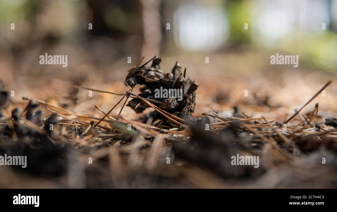 forest substrates for mushroom germination. Fungi and their habitat and ...