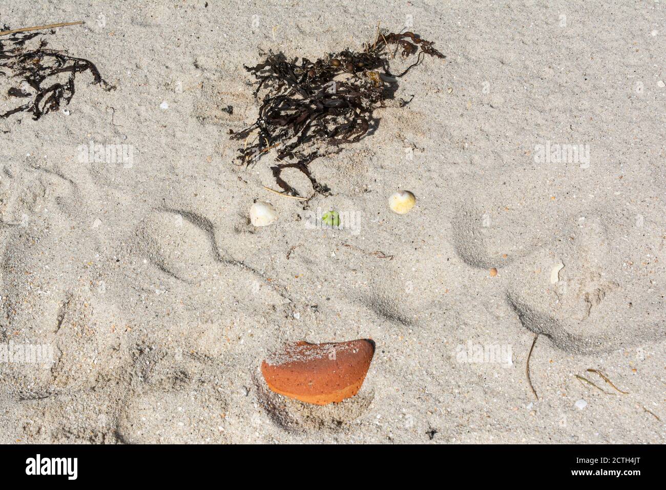 Seaweed shells hi-res stock photography and images - Alamy