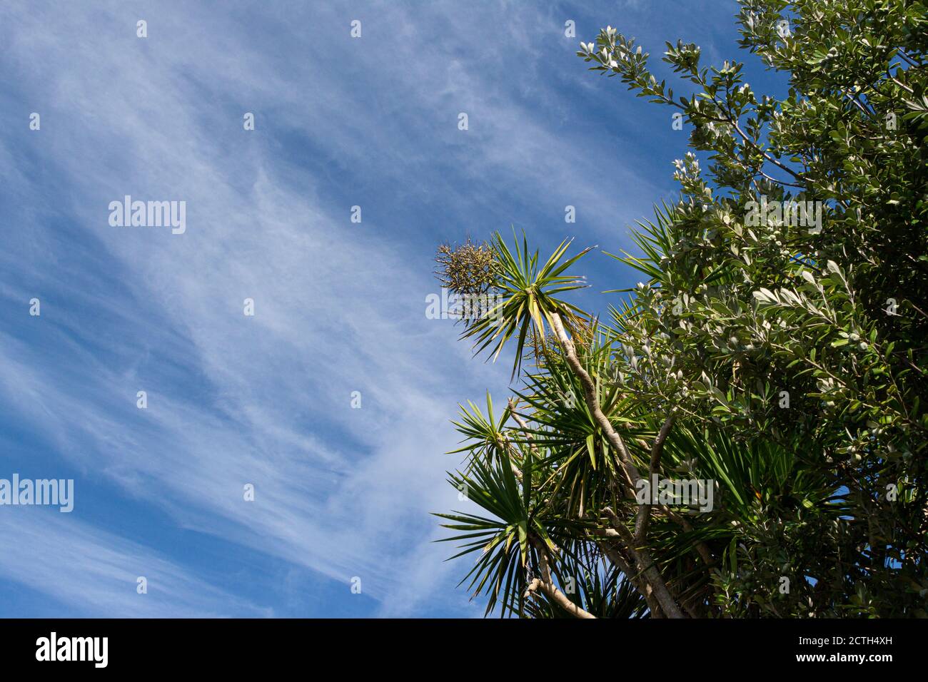 Palm trees and karo (Pittosporum crassifolium) against a blue sky with ...