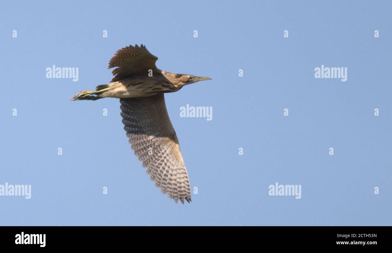 Bittern birds hi-res stock photography and images - Alamy