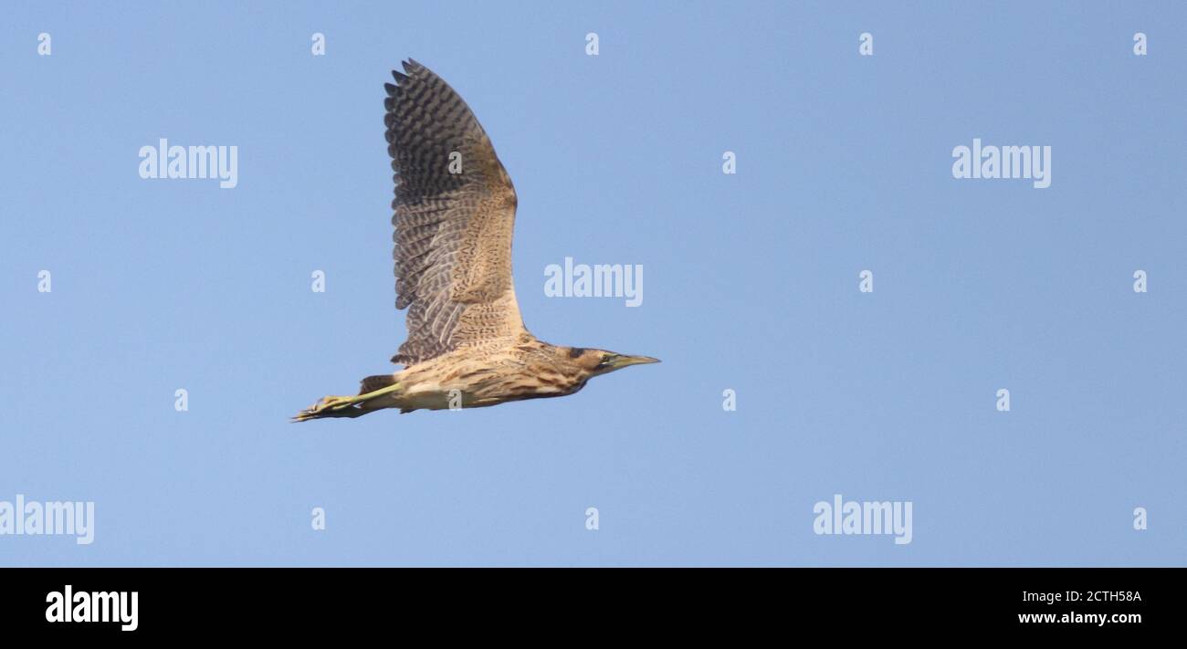 Bittern birds hi-res stock photography and images - Alamy