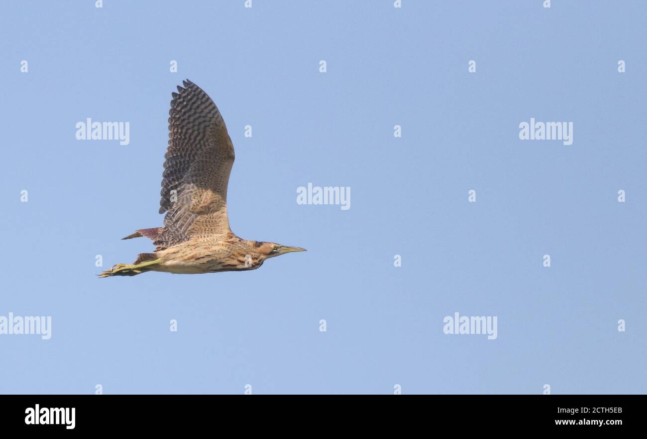 Bittern britain hi-res stock photography and images - Alamy