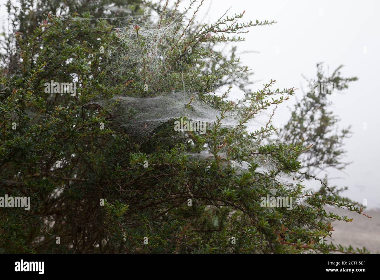 Hammock shaped web of the money spider - Linyphia triangularis - on a ...