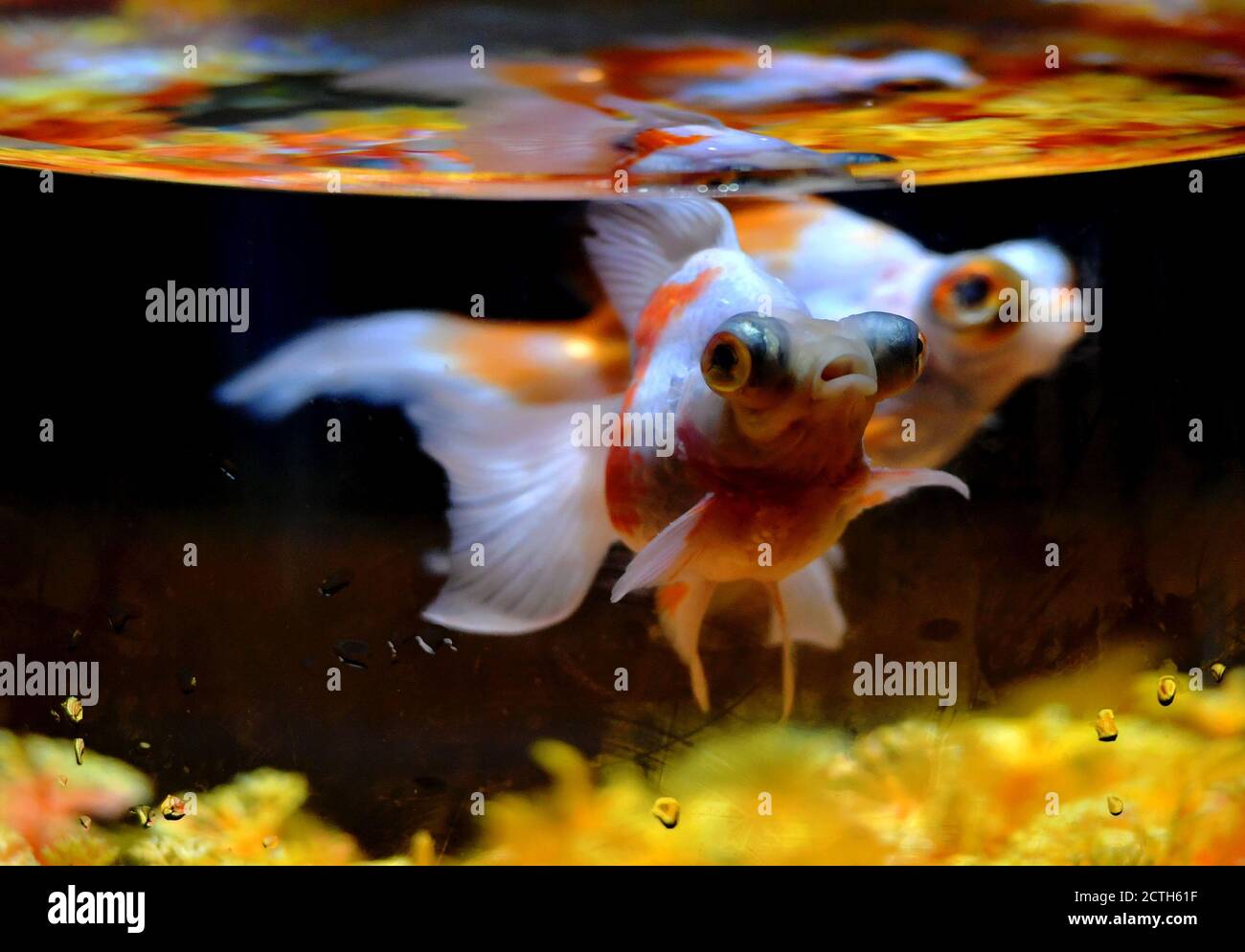 Fuzhou. 23rd Sep, 2020. Photo taken on Sept. 23, 2020 shows goldfish ...