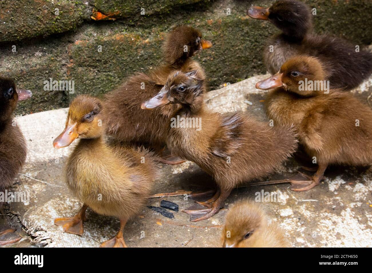 Ducklings are surrounded by fences.Duck chicks.mallard ducklings.Cute ...