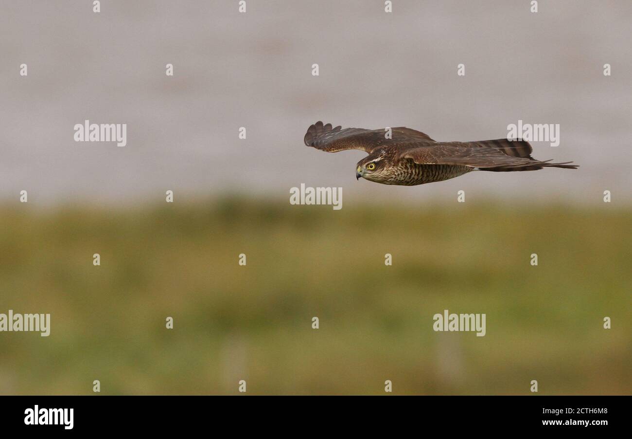 Sparrowhawk flying hi-res stock photography and images - Alamy