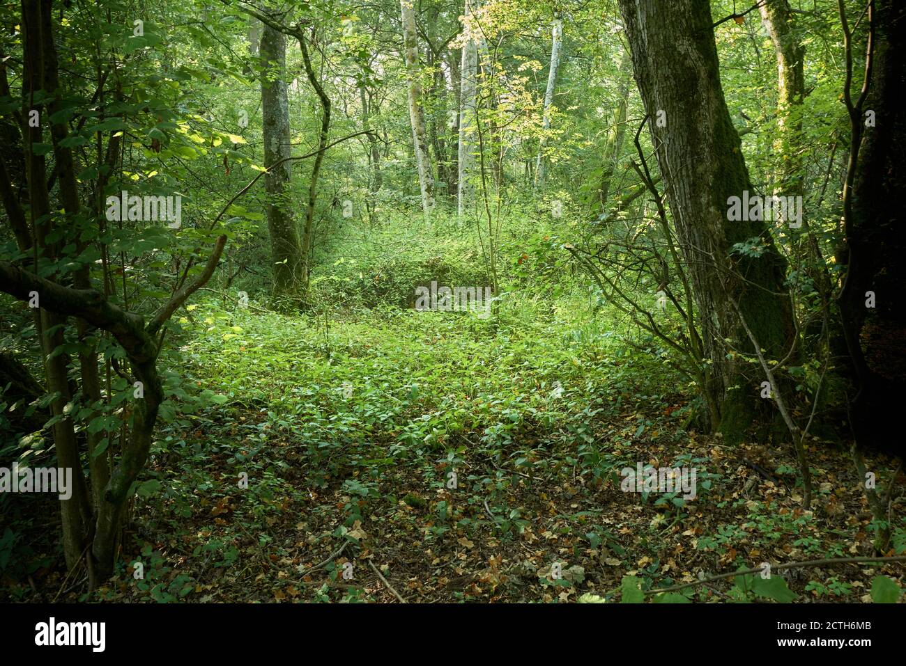 Medieval royal hunting forest hi-res stock photography and images - Alamy