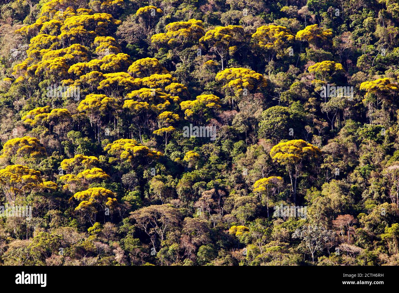 Rainforest texture with golden trumpet trees Stock Photo - Alamy