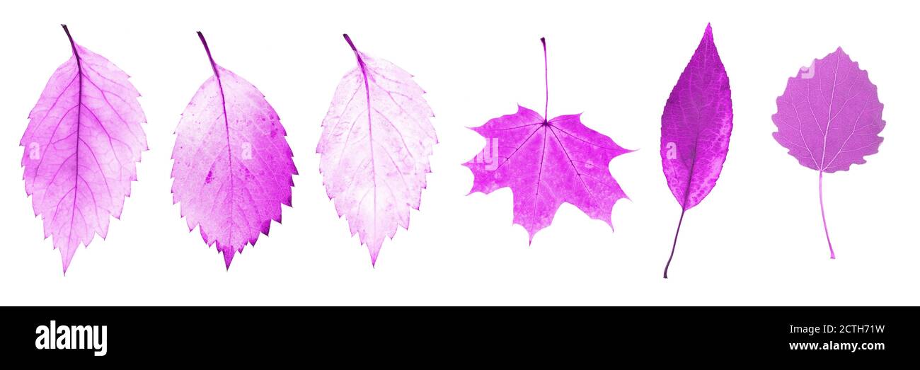 set of pink leaves isolated on white background Stock Photo - Alamy