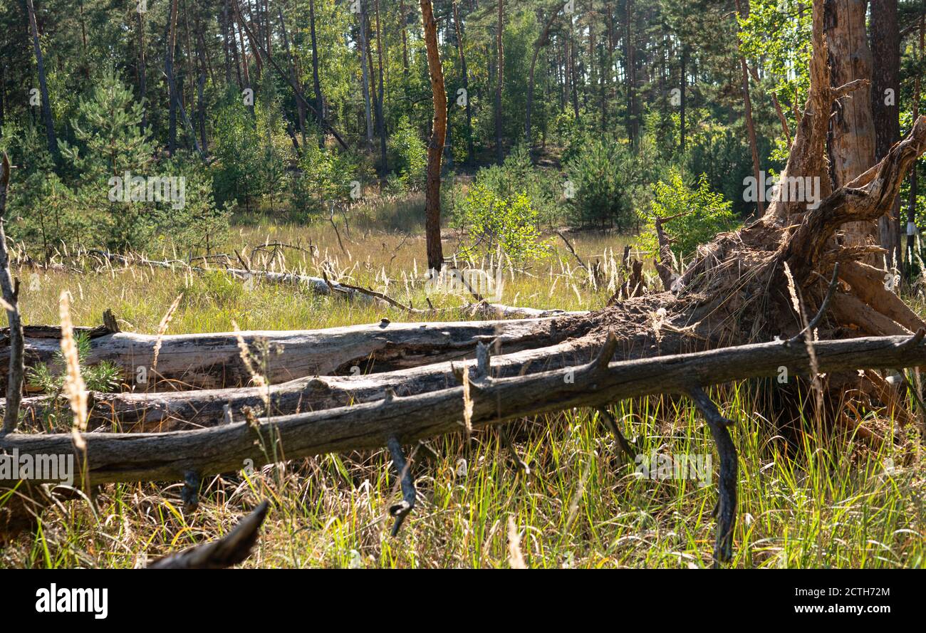 forest substrates for mushroom germination. Fungi and their habitat and ...