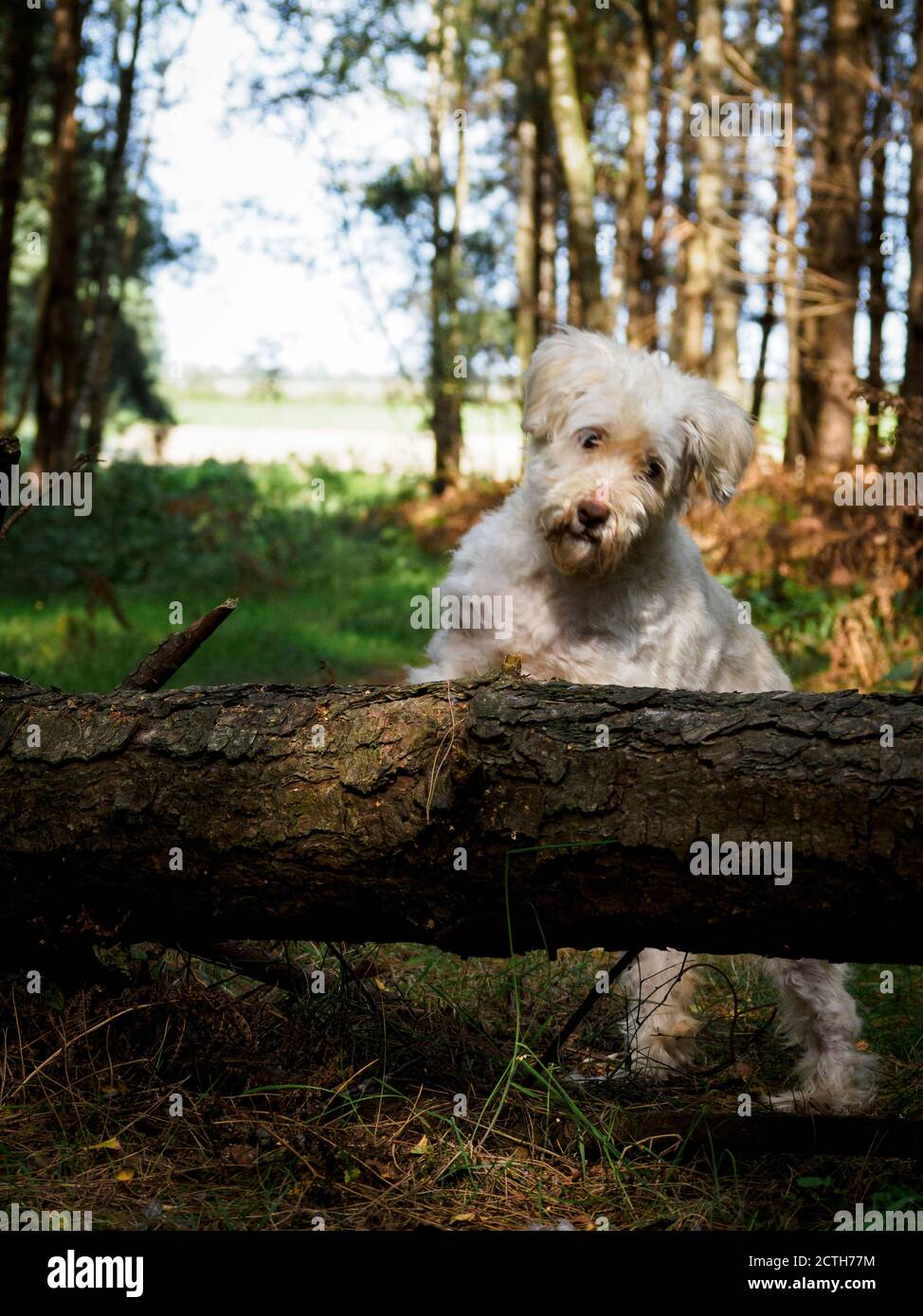 Small white scruffy dog climbing over a log, UK Stock Photo - Alamy