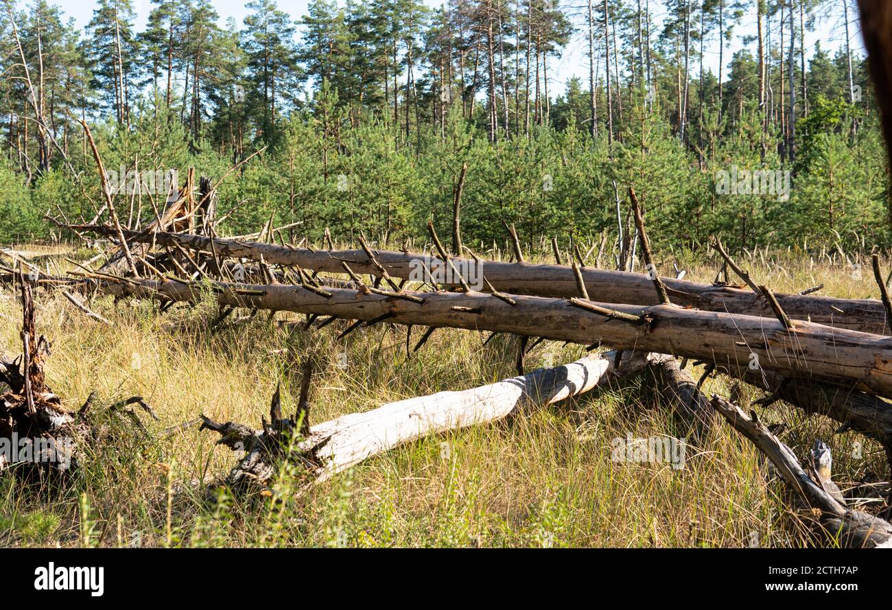 forest substrates for mushroom germination. Fungi and their habitat and ...