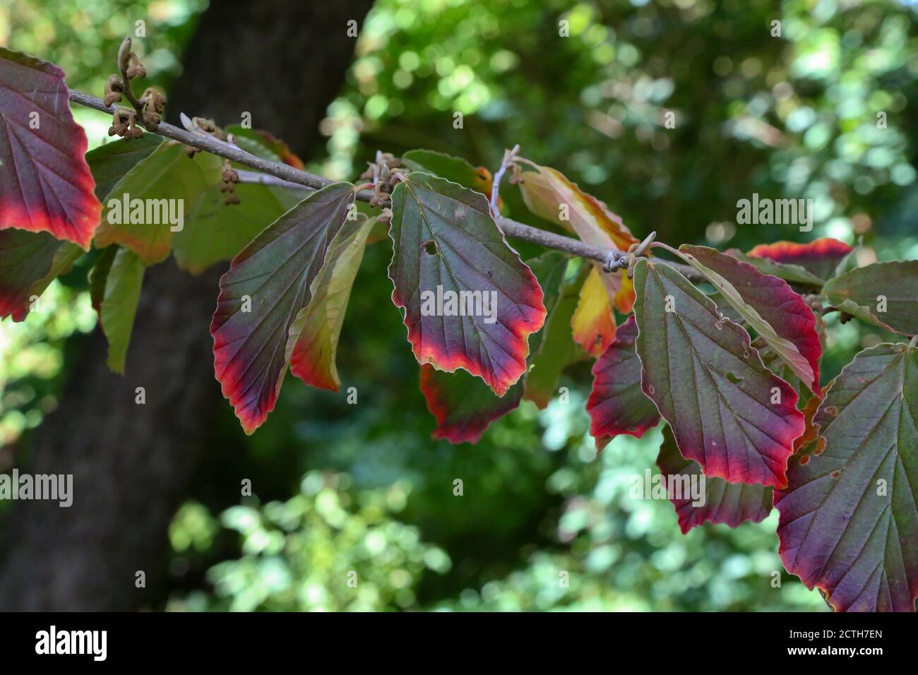 Beautiful colored leaves of the Chinese walnut tree - Hamamelis mollis ...