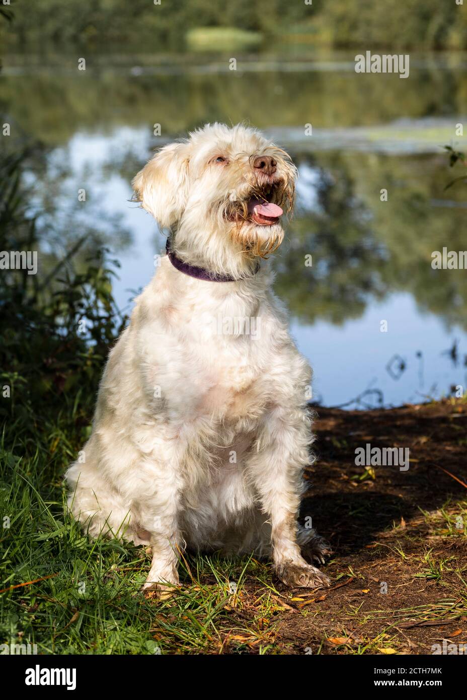 Small old scruffy white dog sat beside lake, UK Stock Photo - Alamy
