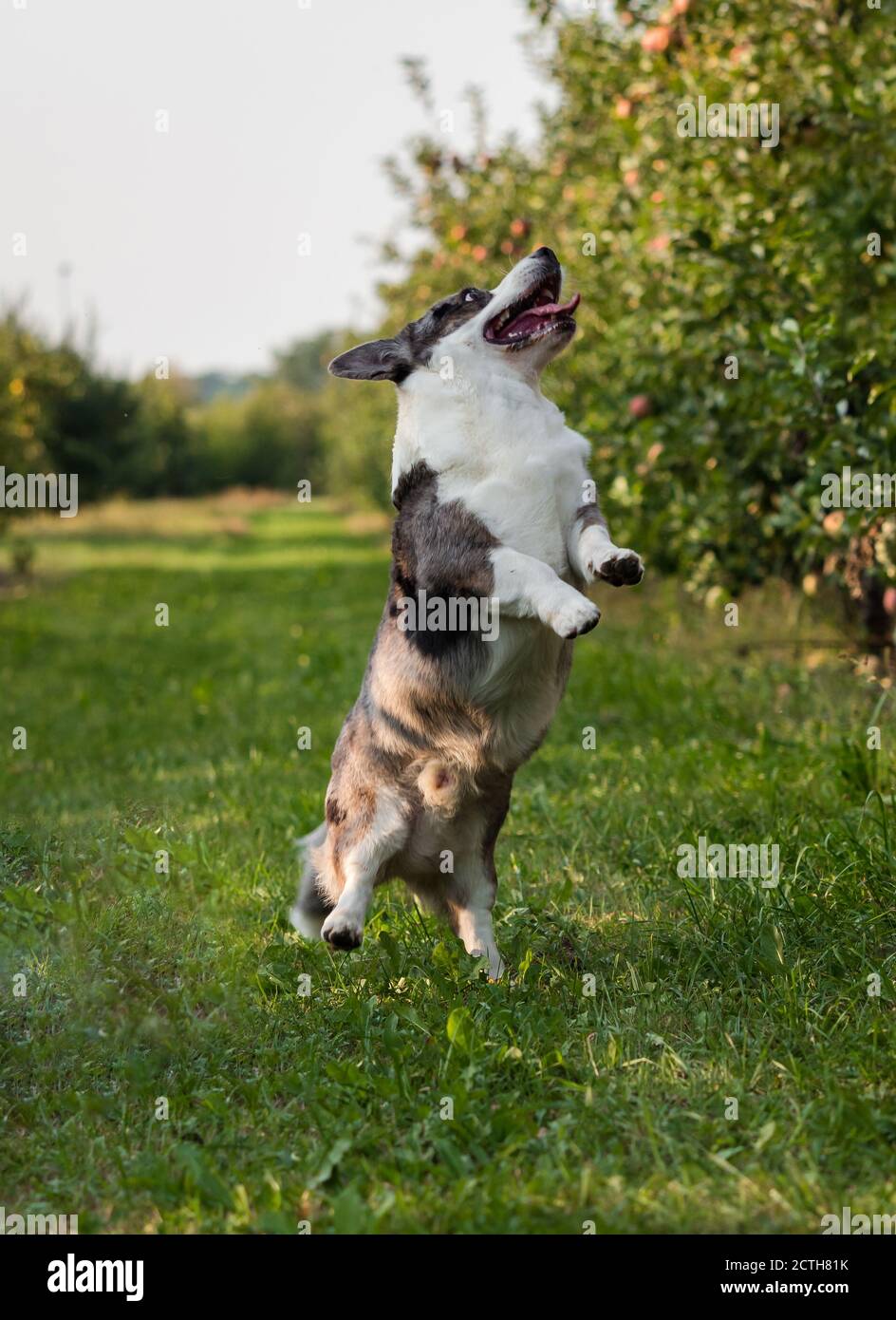 Corgi dog jumping outdoors in apple orchard, summertime Stock Photo - Alamy