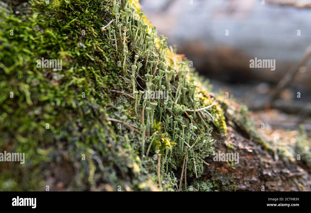 forest substrates for mushroom germination. Fungi and their habitat and ...