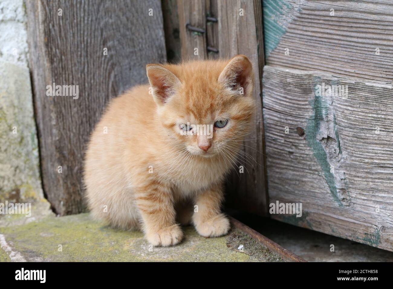 Little fluffy kitten hi-res stock photography and images - Alamy