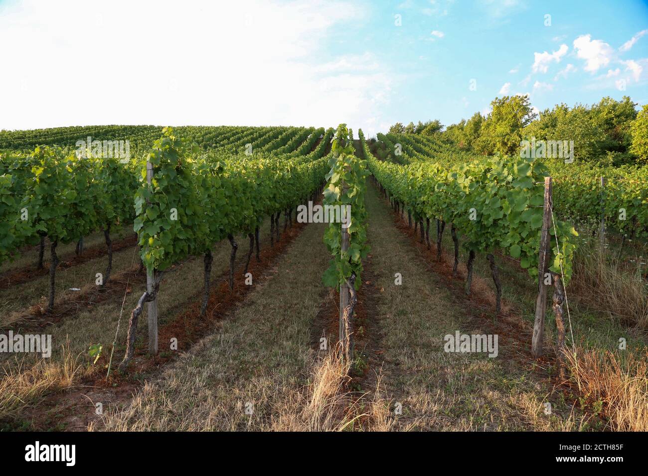 Beautiful shot grapes ripening hi-res stock photography and images - Alamy