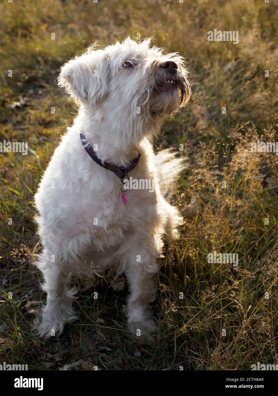Small wild dog hi-res stock photography and images - Alamy