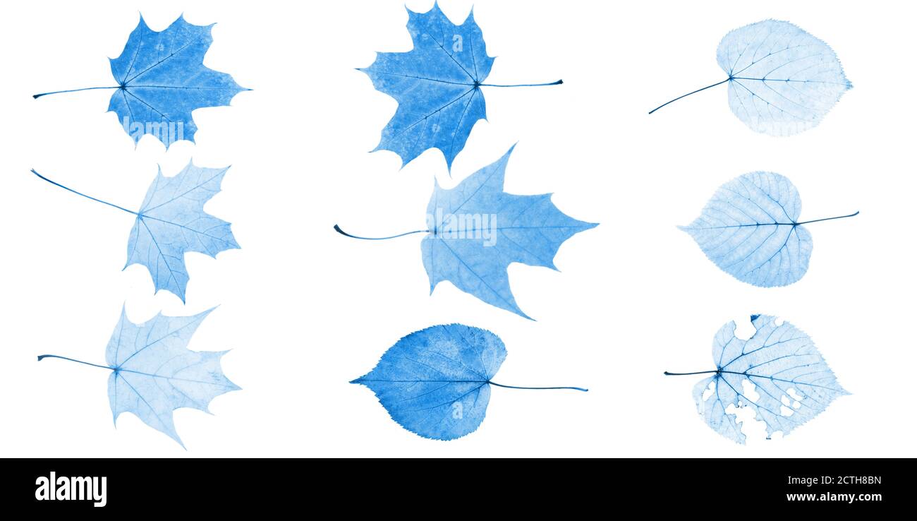 set of blue leaves isolated on white background Stock Photo - Alamy