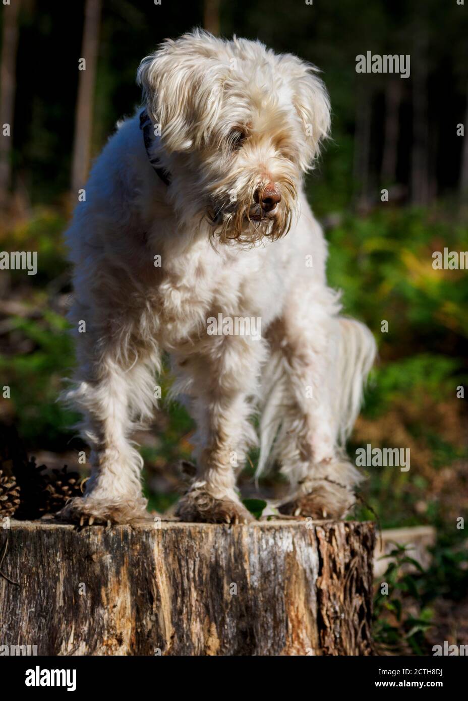 Small white dog standing on tree stump, UK Stock Photo - Alamy