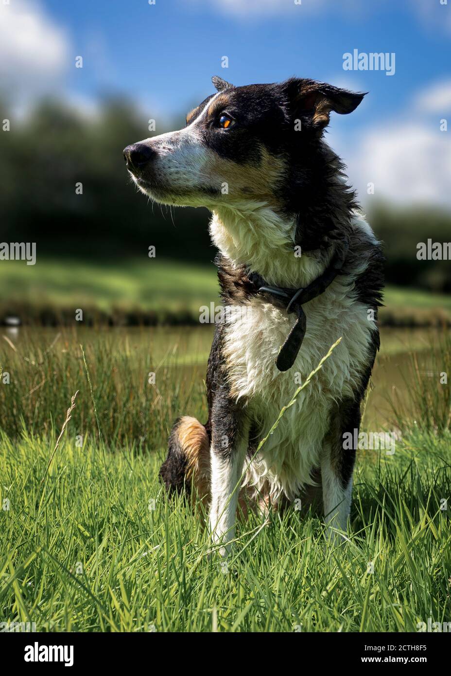 Smooth collie dog hi-res stock photography and images - Alamy