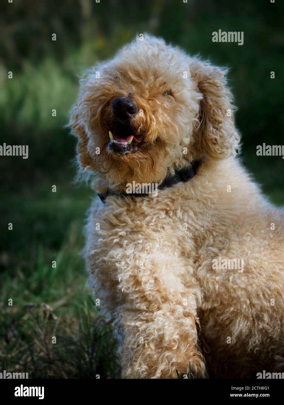 Happy scruffy dog hi-res stock photography and images - Alamy