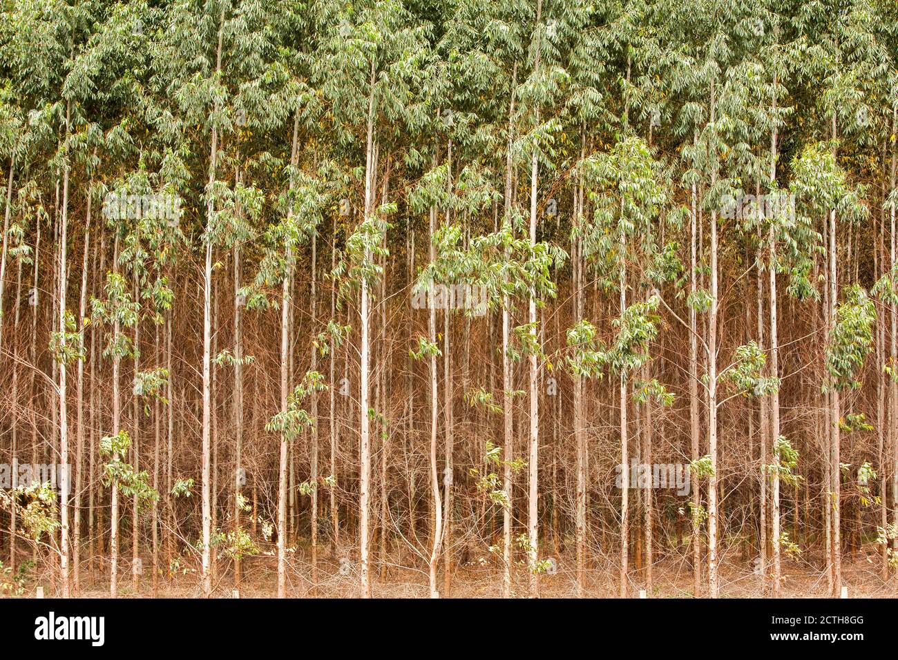 Eucalyptus plantation in Brazil Stock Photo - Alamy
