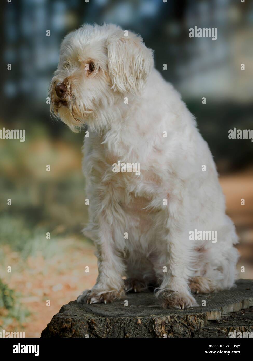 Small Scruffy White Dog On High Resolution Stock Photography and Images ...