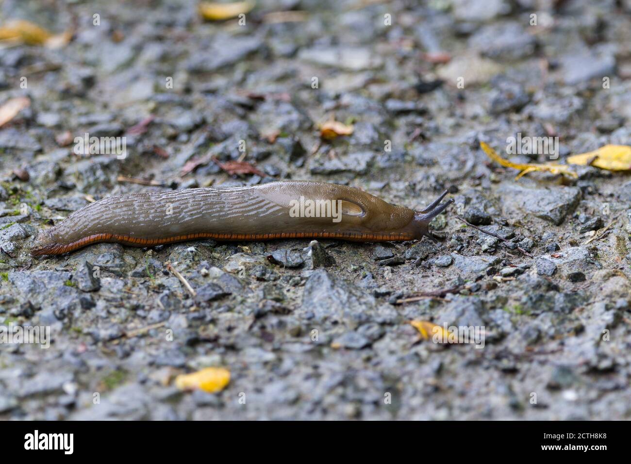 European black slug (Arion ater agg) common and widespread terrestrial ...