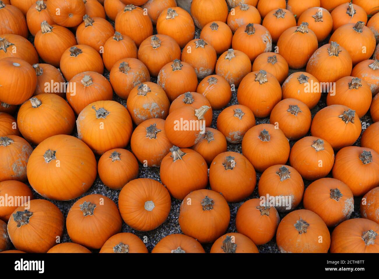 Fresh healthy bio pumpkins on farmer agricultural market in autumn ...