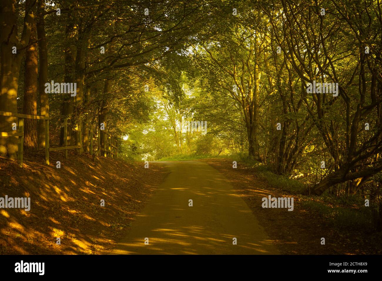 Park Lane High Resolution Stock Photography and Images - Alamy