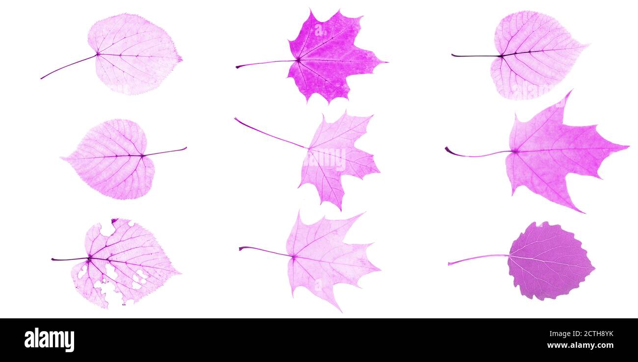 set of pink leaves isolated on white background Stock Photo - Alamy