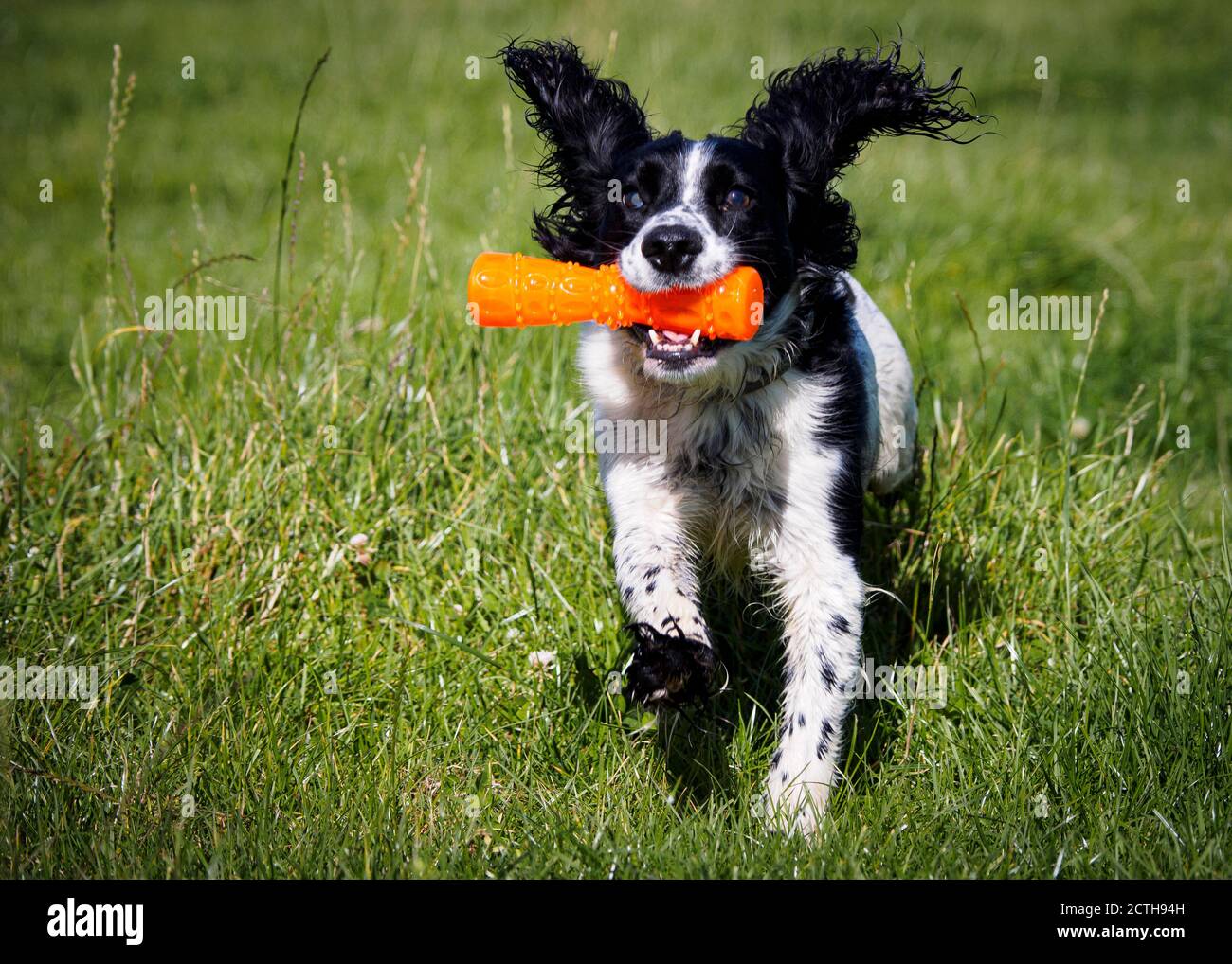 Working cocker spaniel playing fetch Stock Photo - Alamy