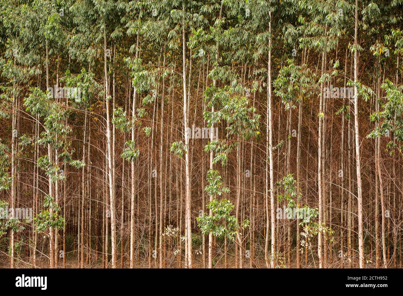 Eucalyptus plantation in Brazil Stock Photo - Alamy