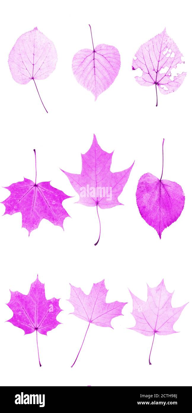 set of pink leaves isolated on white background Stock Photo - Alamy