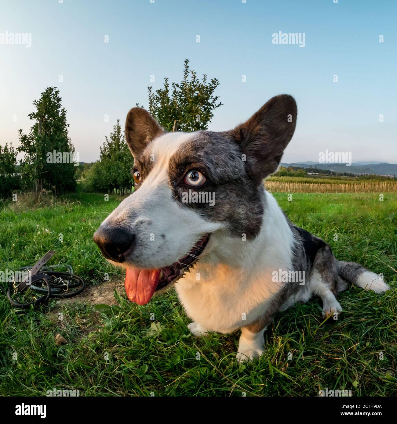 Distorted proportions hi-res stock photography and images - Alamy