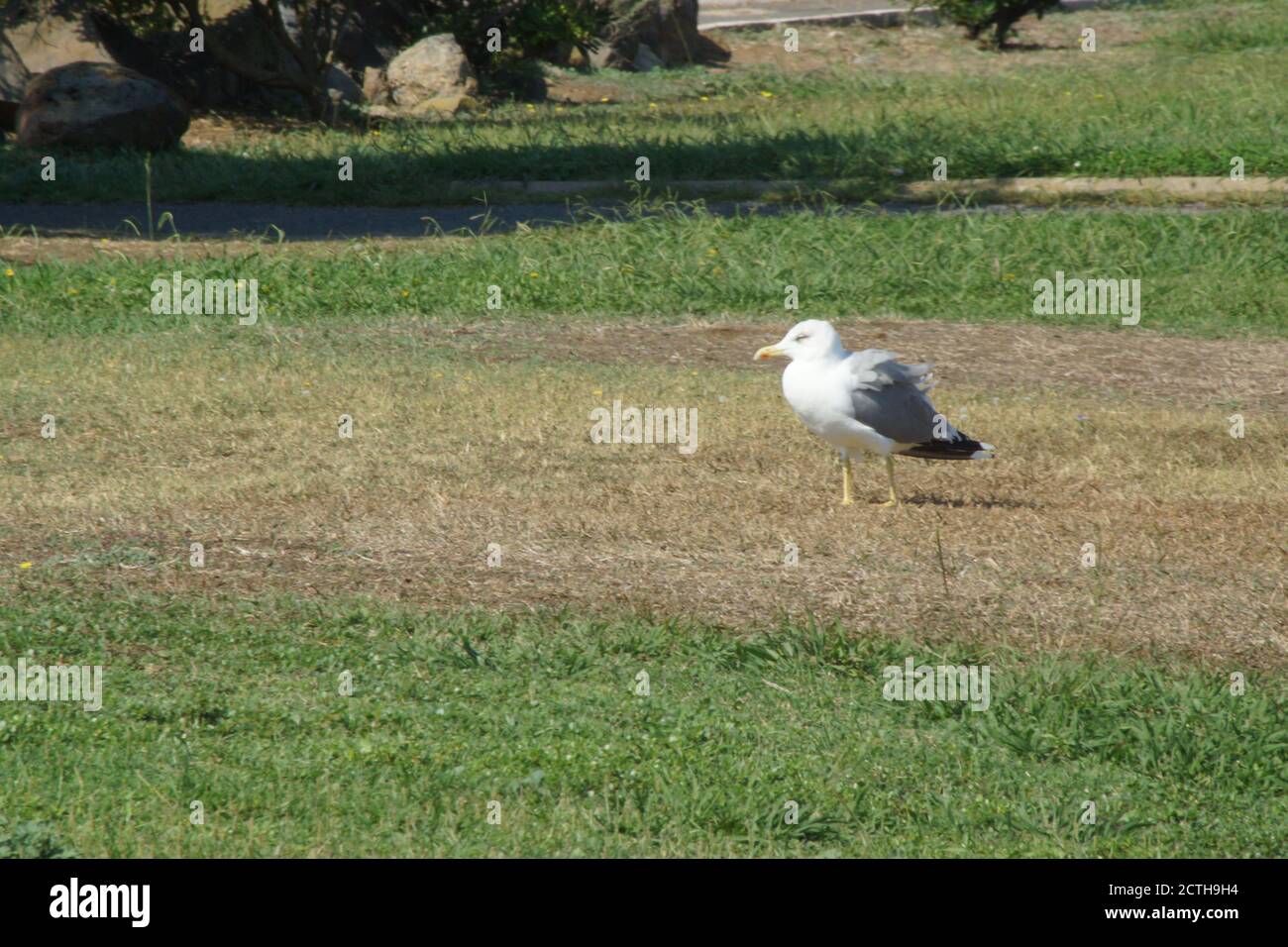 Cute gull walking on the grassy ground Stock Photo - Alamy