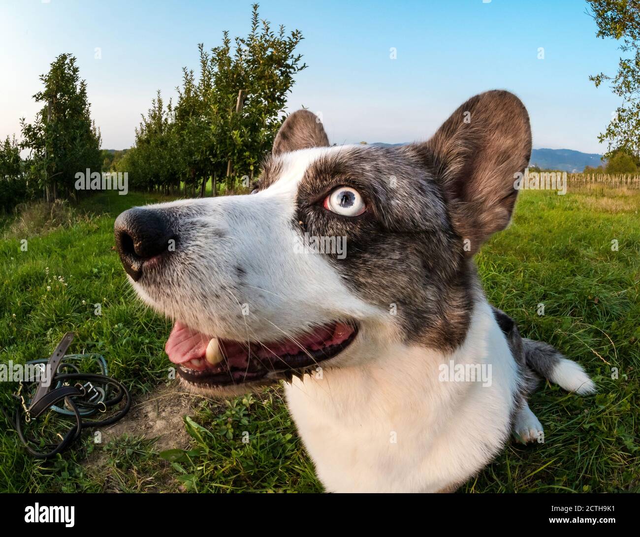 Distorted dog head hi-res stock photography and images - Alamy