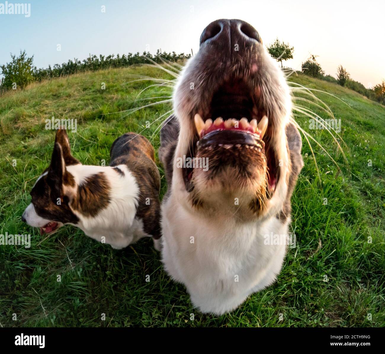 Distorted dog head hi-res stock photography and images - Alamy