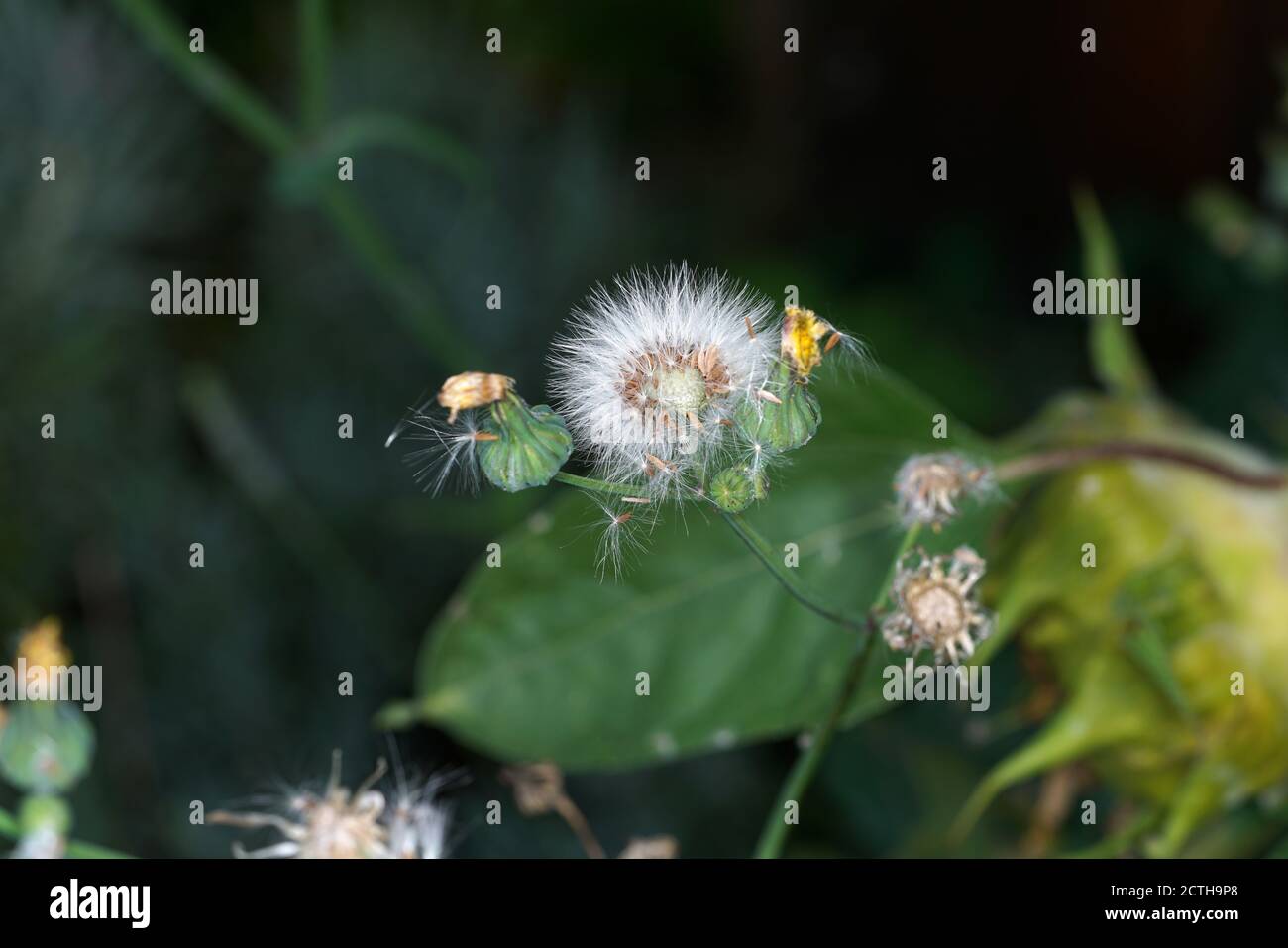 Closeup shot of a cute flower under the sunlight Stock Photo - Alamy