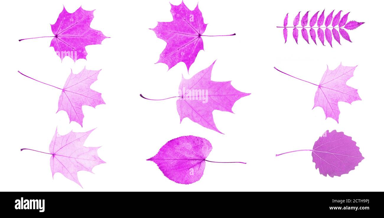 set of pink leaves isolated on white background Stock Photo - Alamy