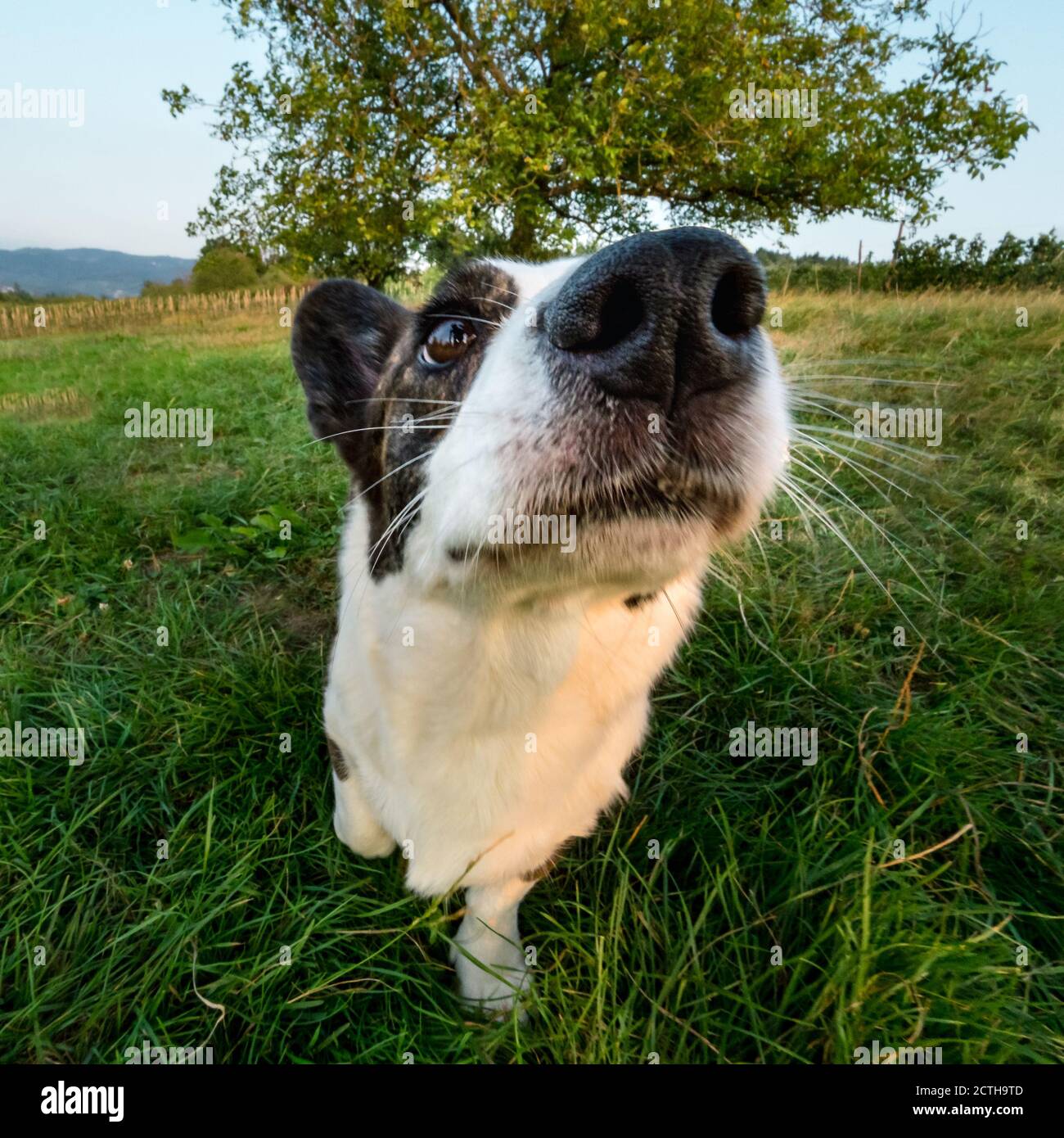 Distorted dog head hi-res stock photography and images - Alamy