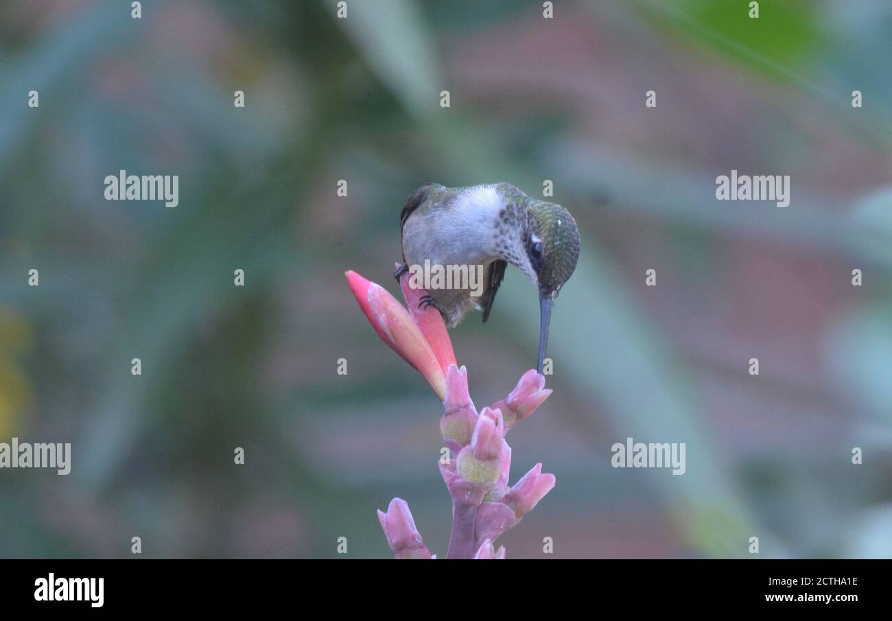 Ruby throat hummingbird hi-res stock photography and images - Alamy