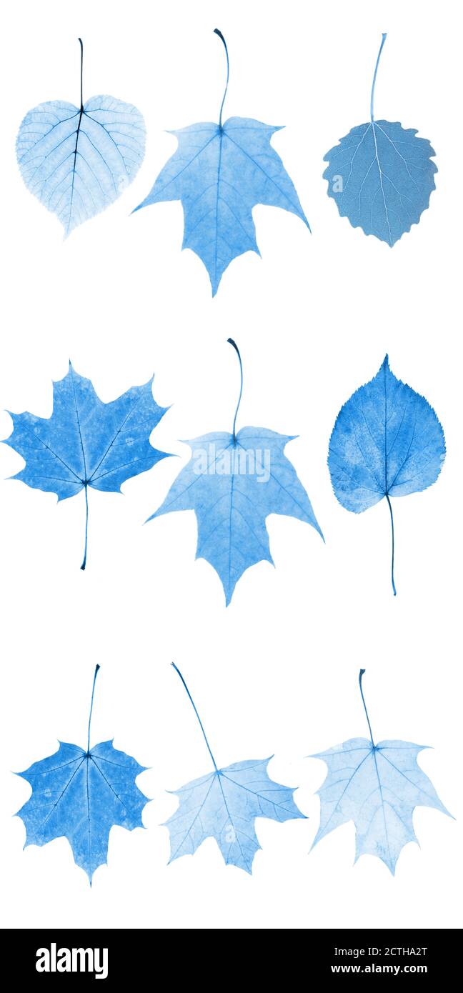 set of blue leaves isolated on white background Stock Photo - Alamy