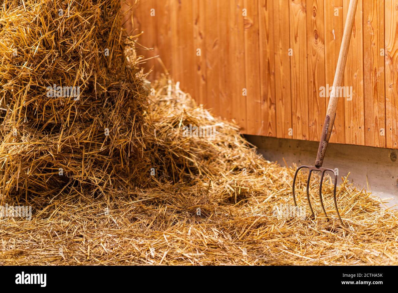 Pitchfork in straw. Pitch Fork stuck into a pile of sunlit straw on a ...