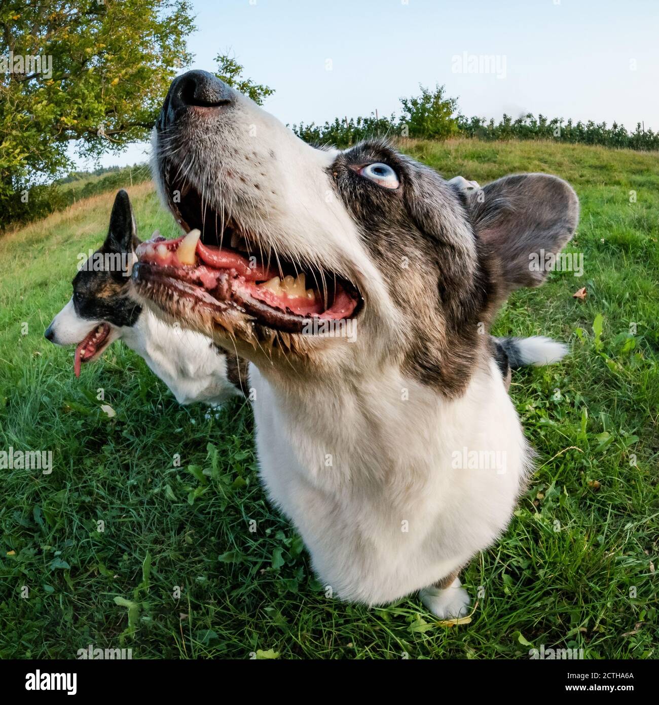 Distorted dog head hi-res stock photography and images - Alamy