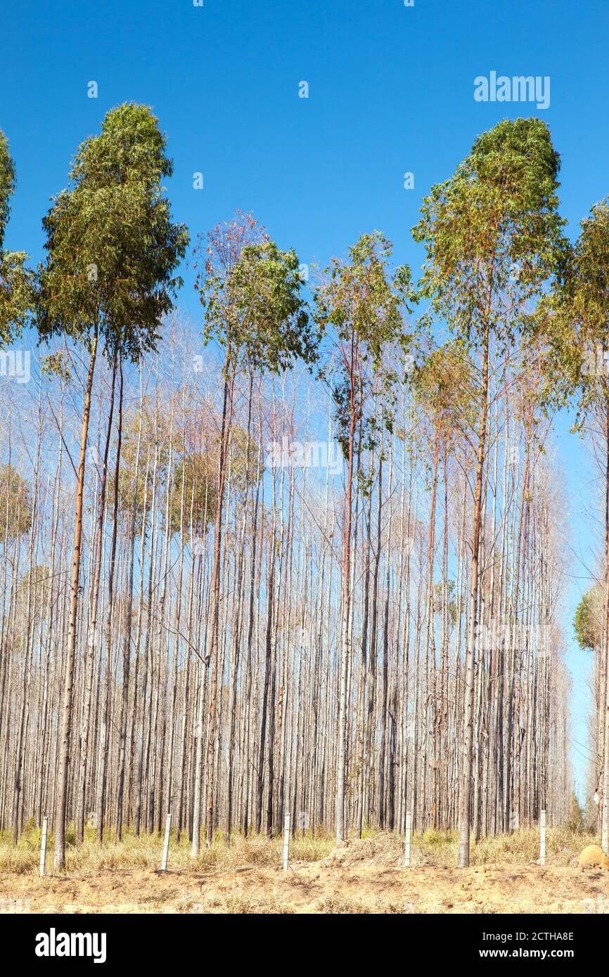 Eucalyptus farming hi-res stock photography and images - Alamy