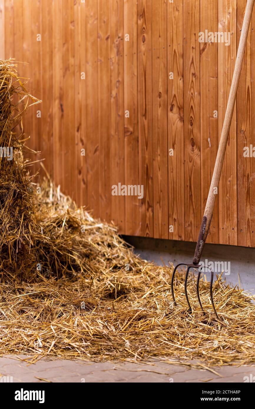 Pitchfork in straw. Pitch Fork stuck into a pile of sunlit straw on a ...